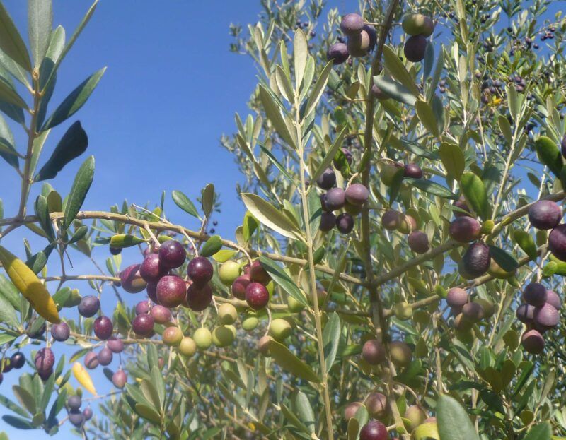 How is olive oil made? | From olives to olive oil